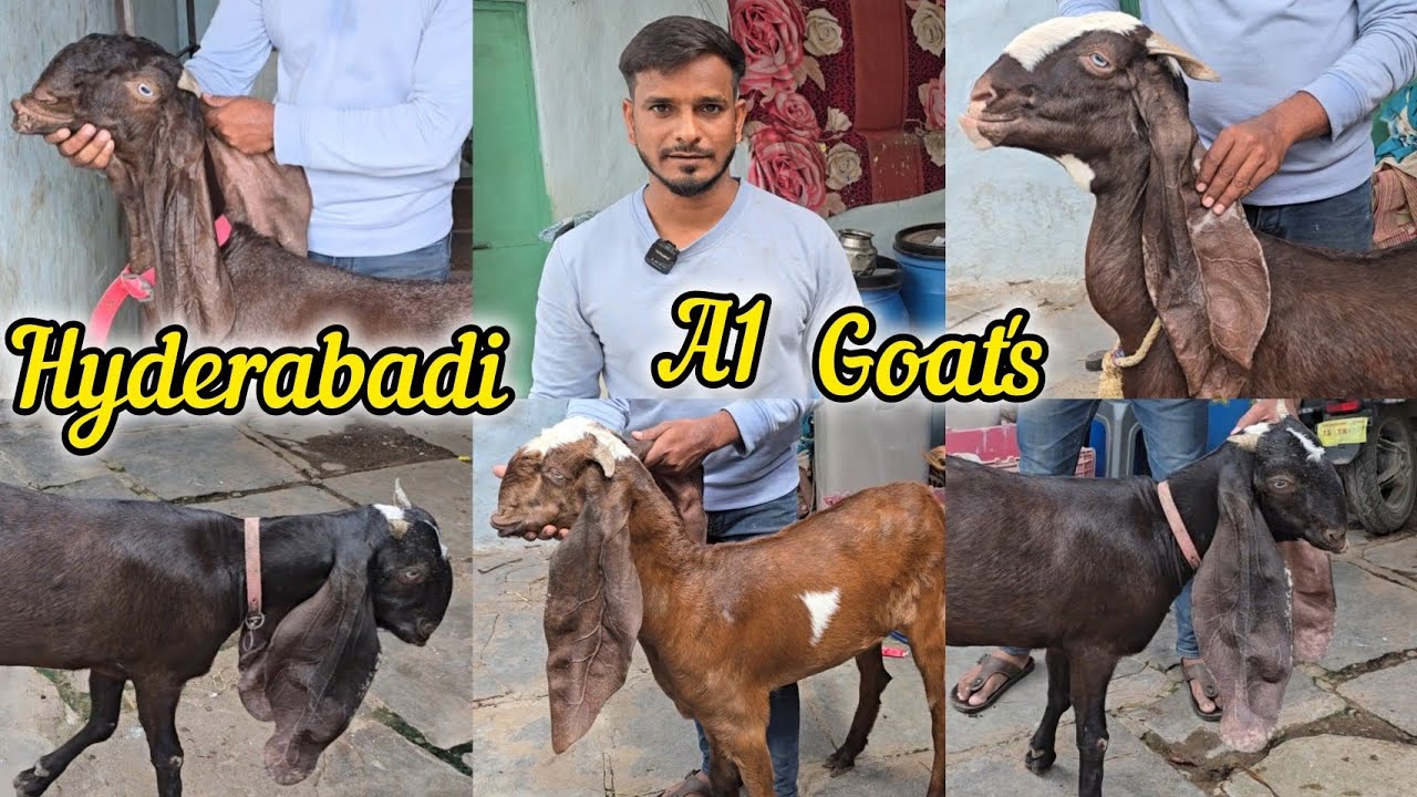 Hyderabadi Breedline Goats Top Quality Collection Available Jeelani ...