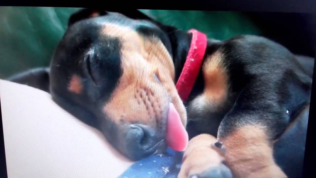 bébé teckel - YouTube