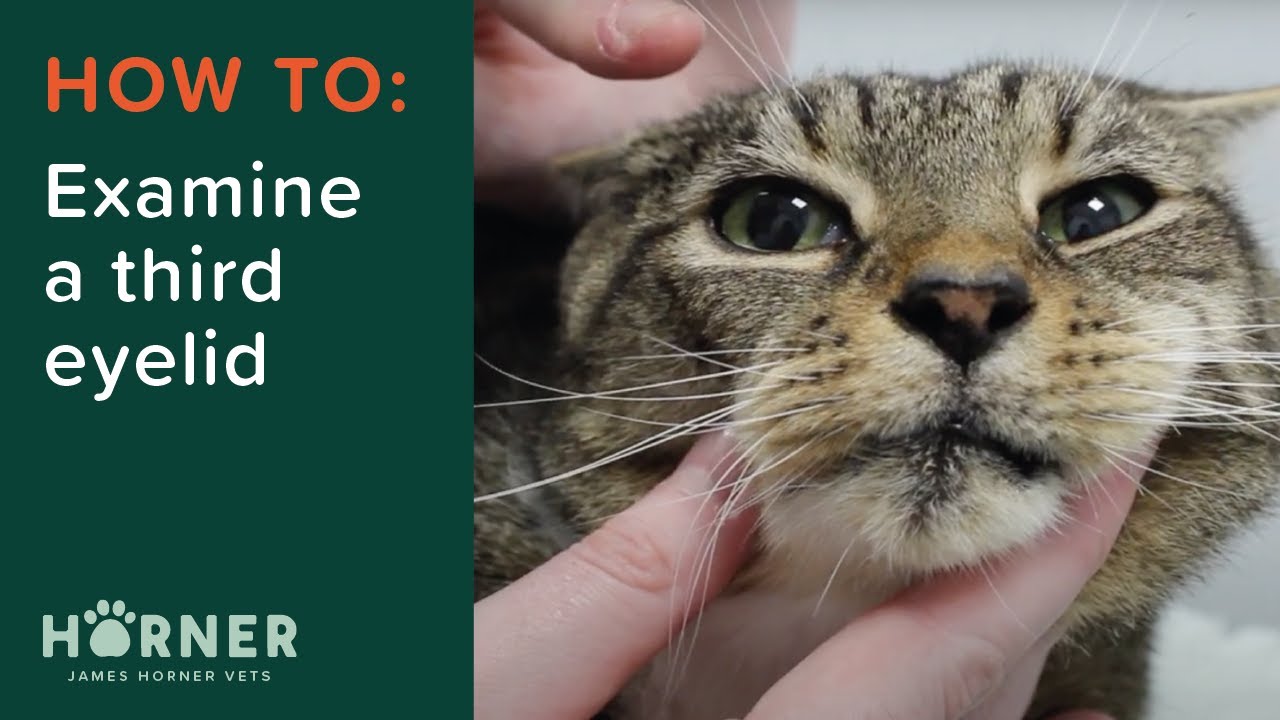 How To Examine The 3rd eyelid - YouTube