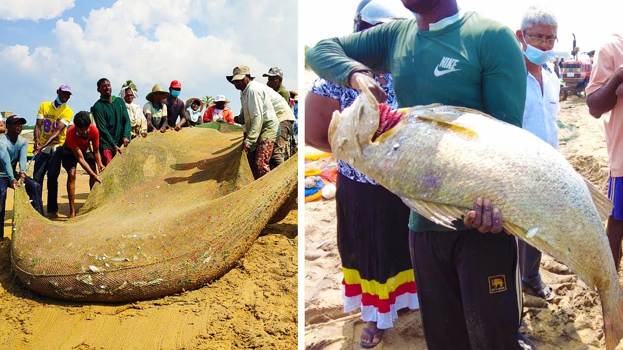 Millions Of Fish Caught On Seine Net Halawatha Beach - YouTube