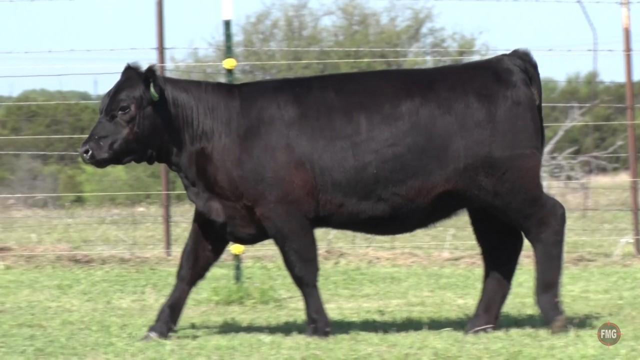 Jackson Cattle Company Tag 2031 - YouTube