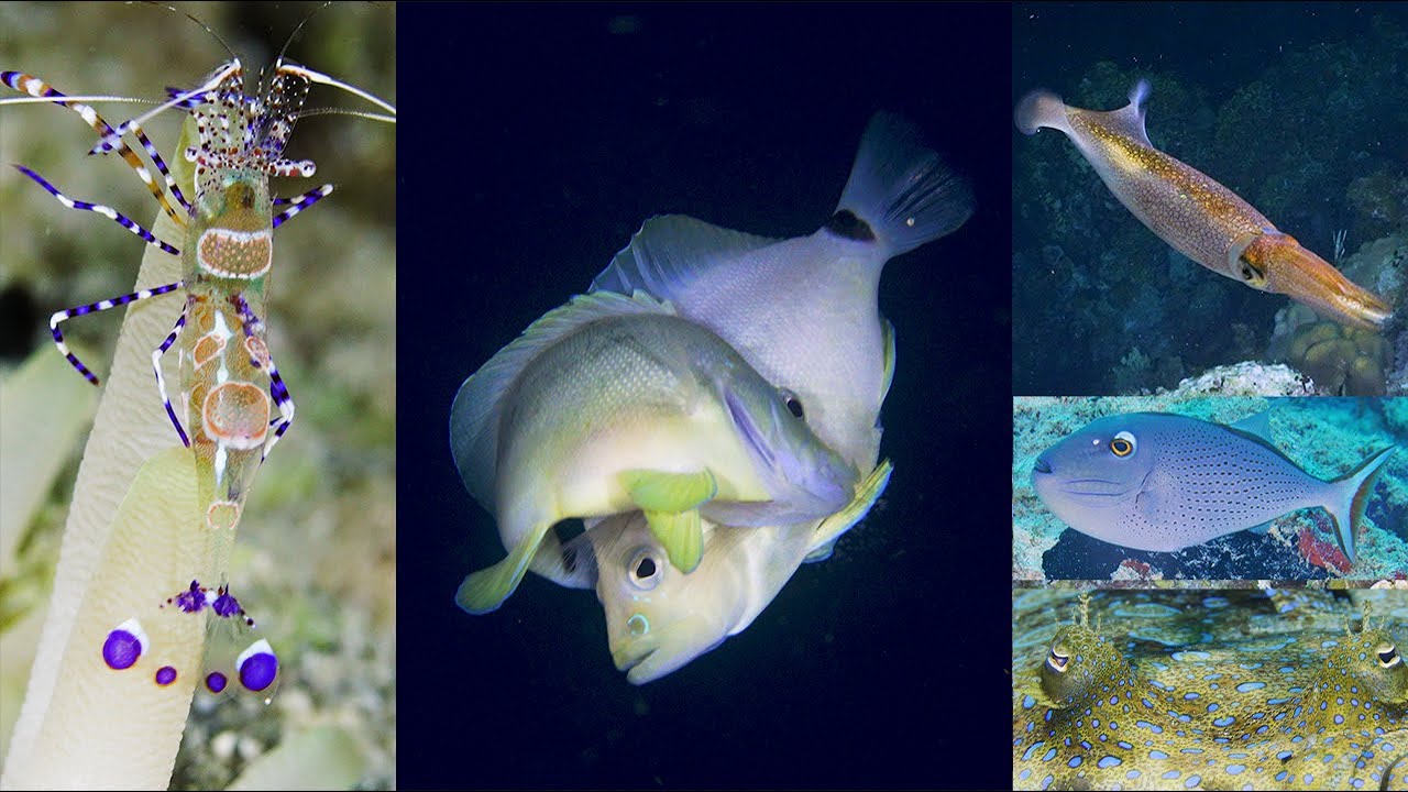 Bonaire Reef ID and Behavior ep. 37 | A Diver's Life - YouTube