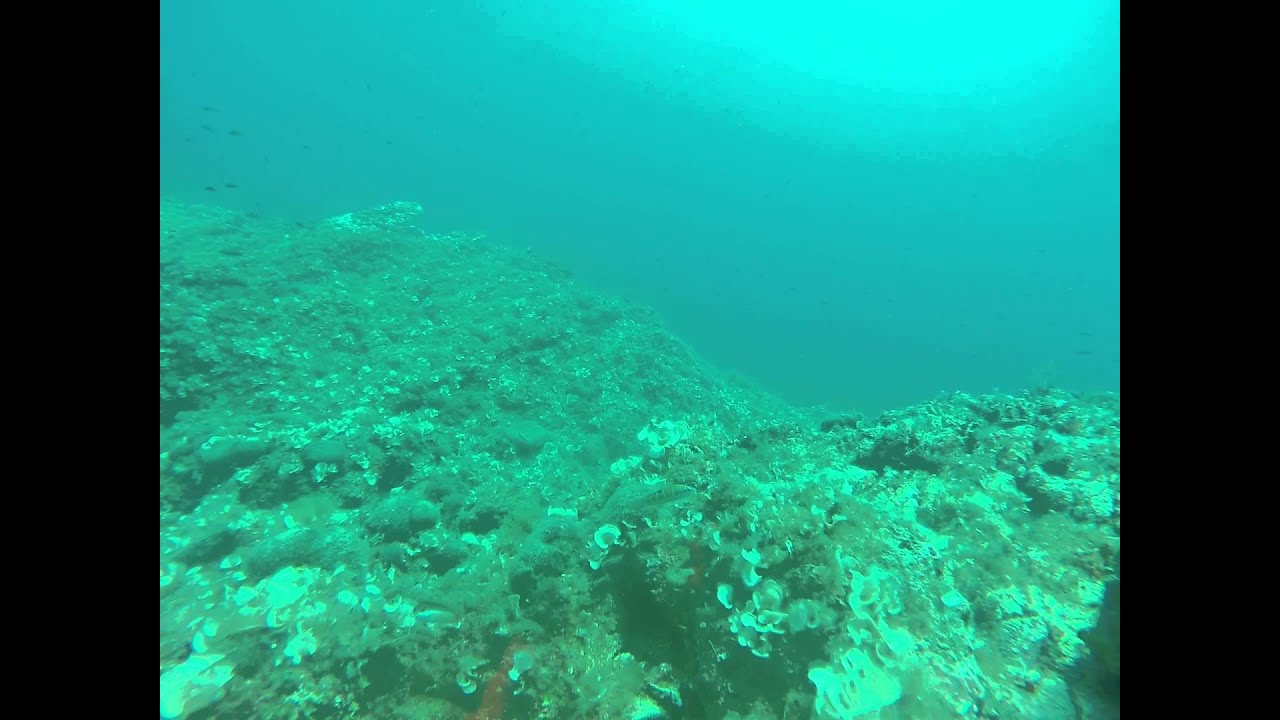 sea centipede budva - YouTube