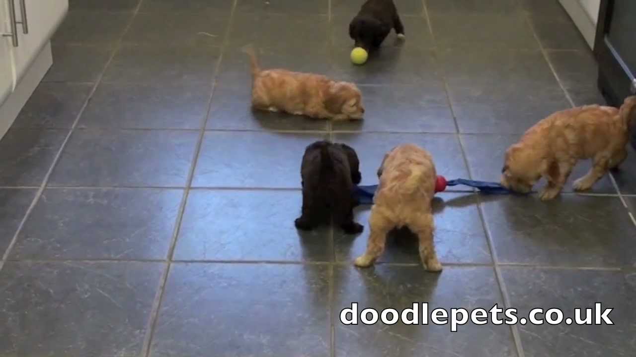 Doodlepets Litter Video 2 - YouTube