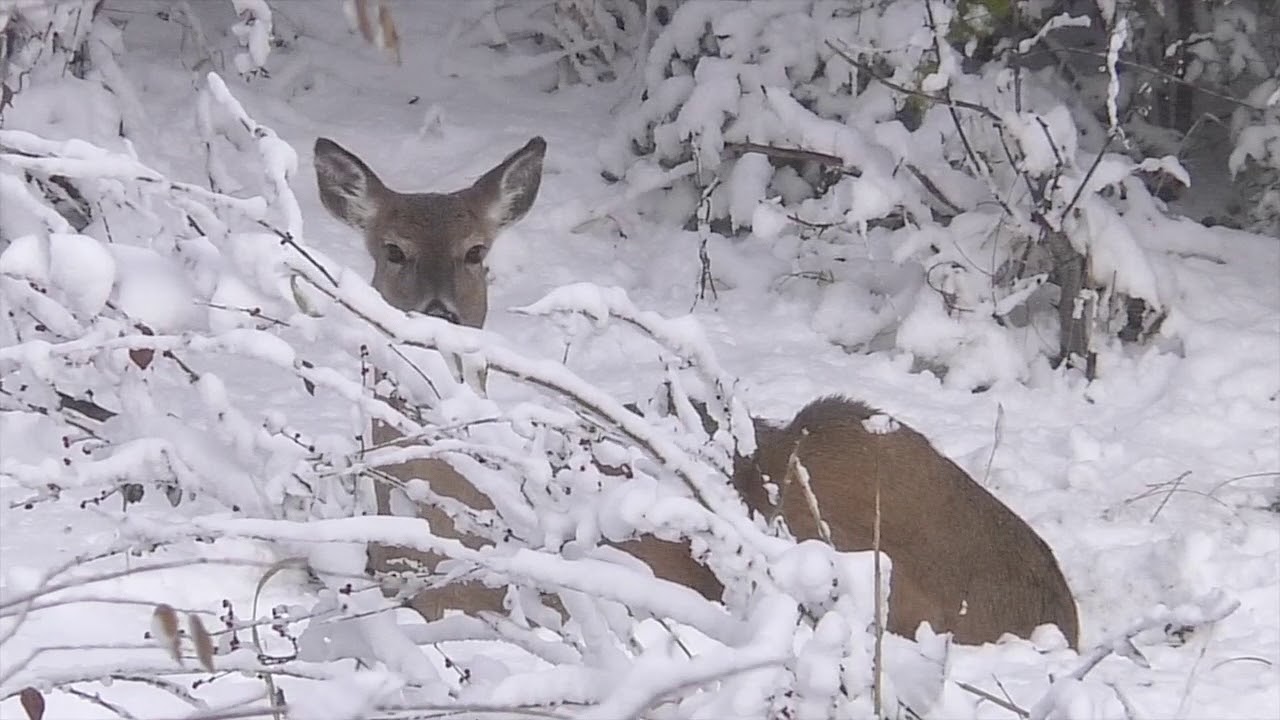 Blizzard Wildlife mbo blog - YouTube
