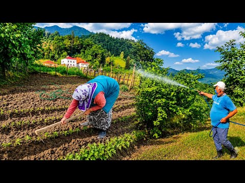 🌿 Köyde Yoğun Mesai! Biber Çapası ve Fındık Bahçesi İlaçlama - Günlük Vlog