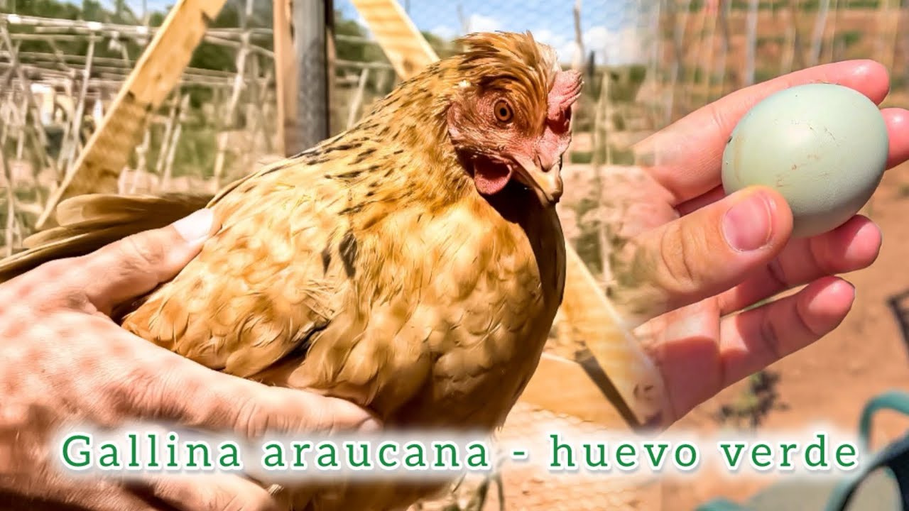 Gallinas con huevo verde || Origen de la gallina araucana || Cocción ...