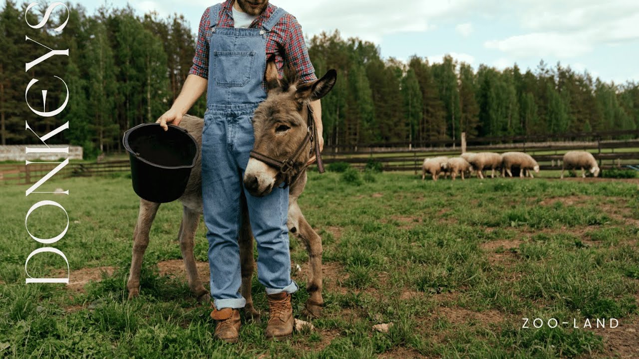 Donkey Donkeys Planet of animals Funny animals We teach animals Funny ...