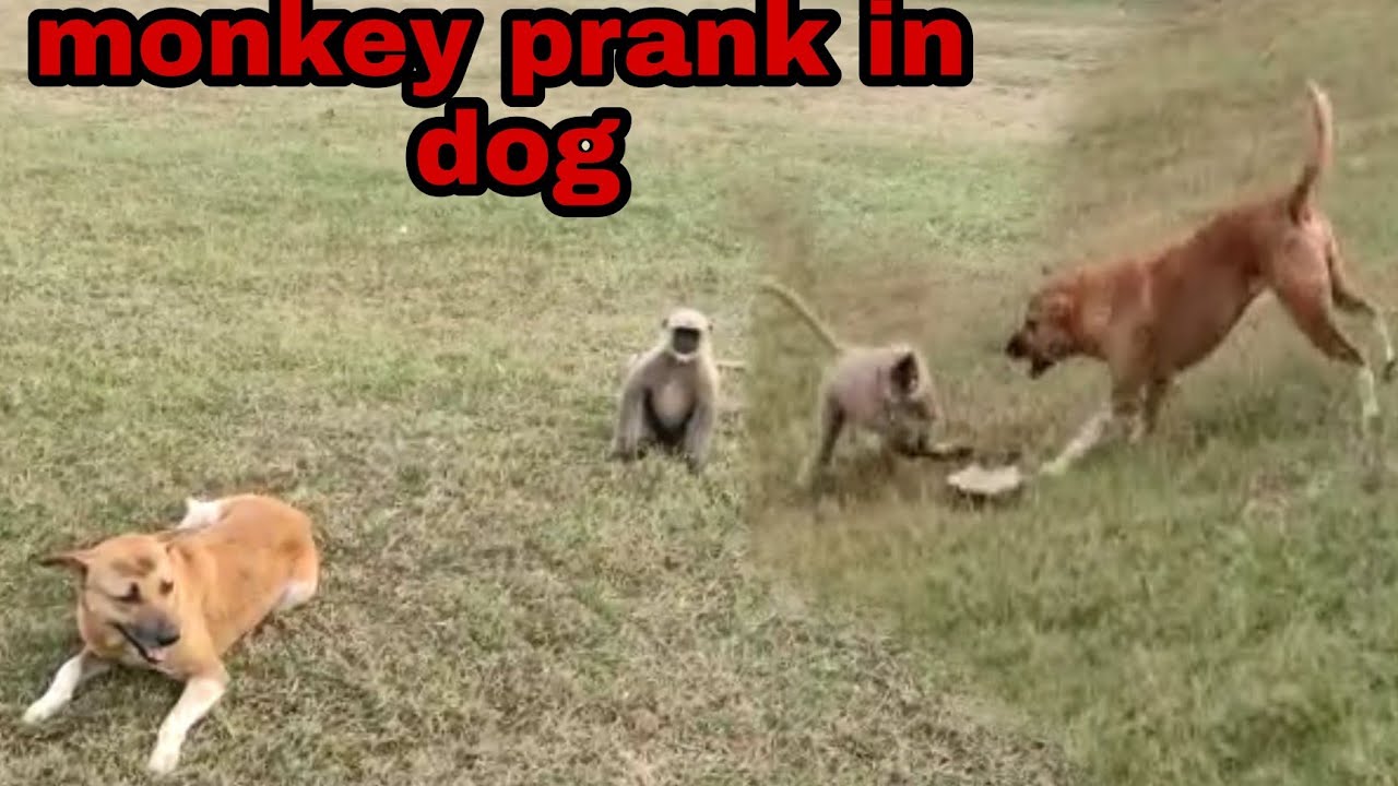 A Monkey 🐒 Playing With Dog 🐕🤣🤣🤣🤣 #monkey #dogs #monkeydogfight - YouTube