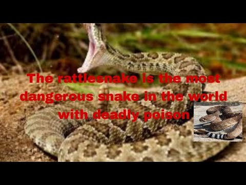 The rattlesnake is the most dangerous snake in the world with deadly ...