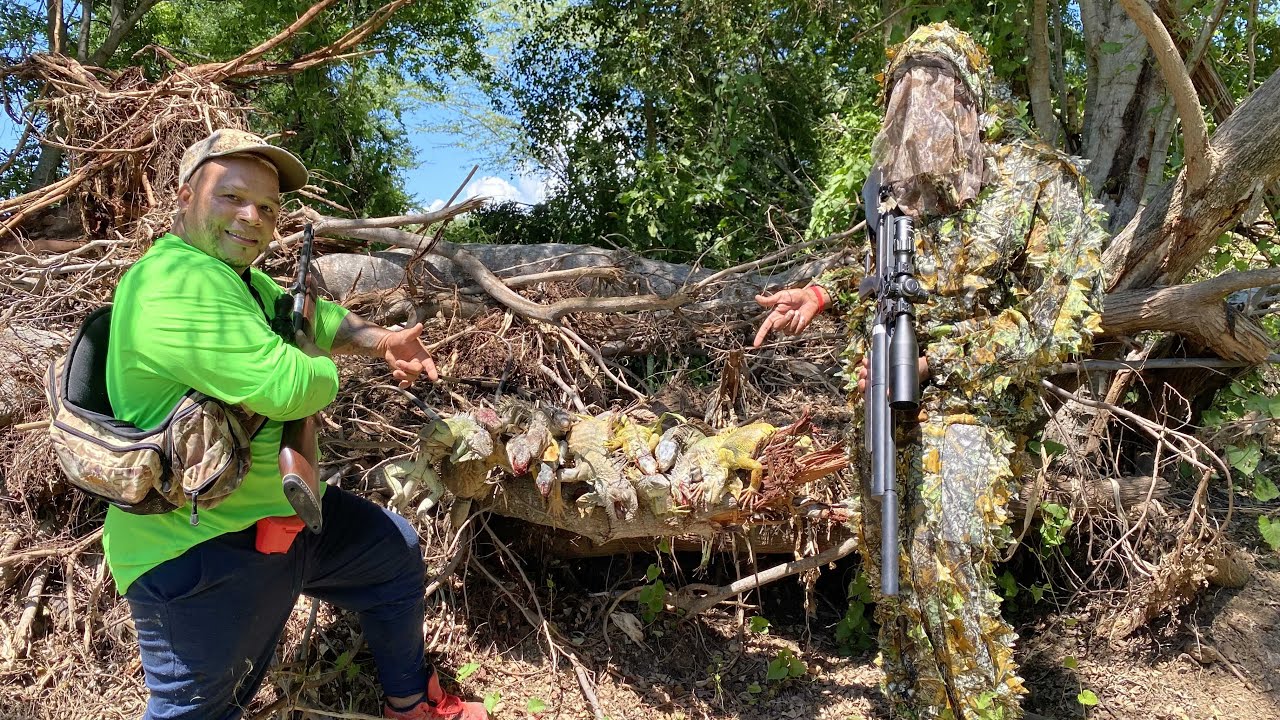 Clearing A Tree-Full of iguanas in Puerto Rico. Pellet Rifle Giant ...