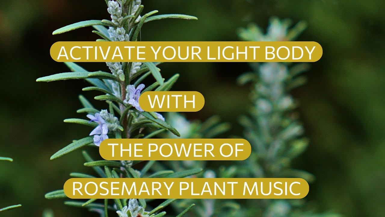 Activate your light body with the power of the rosemary plant music ...