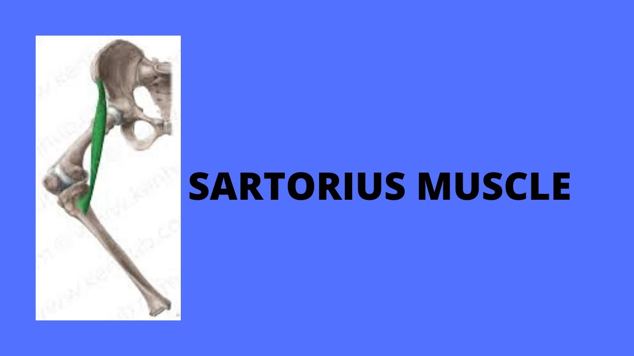 Sartorius muscle-front of thigh - YouTube