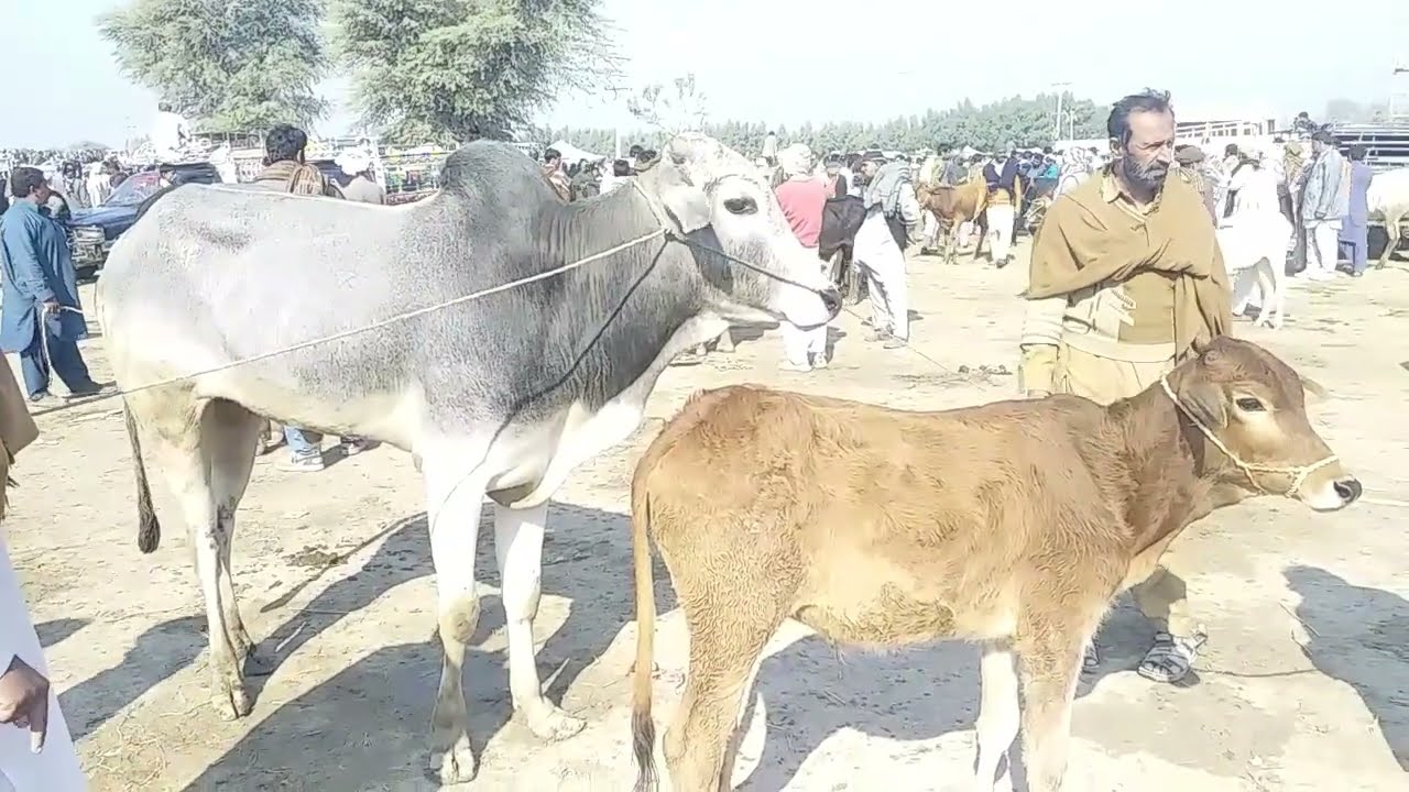 animal mating|little cow first time meeting|#crossmeeting|#hybridmating ...