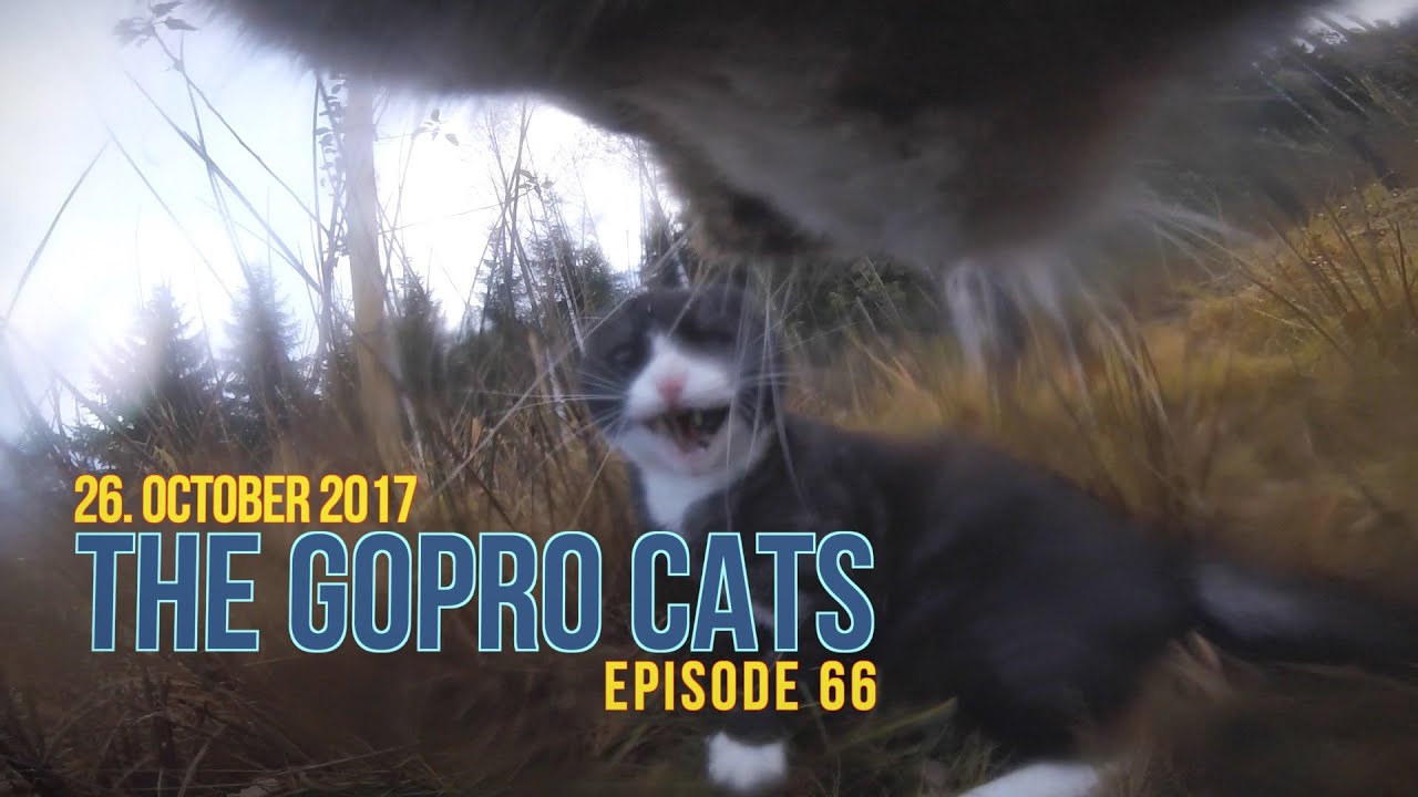 Cat with GoPro : big fight and mouse catch : Ep 66 - YouTube