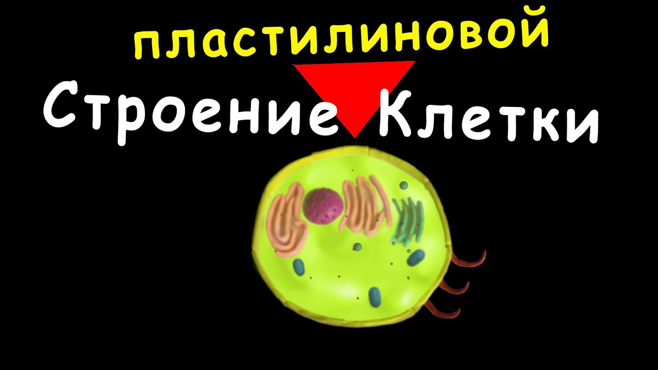 Строение Клетки - ЛЕПКА [plasticine cell structure] - YouTube