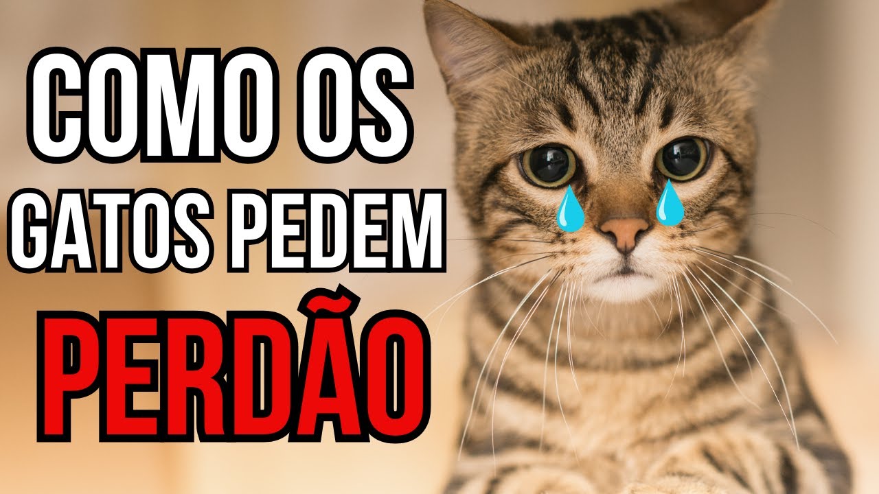 COMO OS GATOS PEDEM DESCULPAS AOS HUMANOS? - YouTube