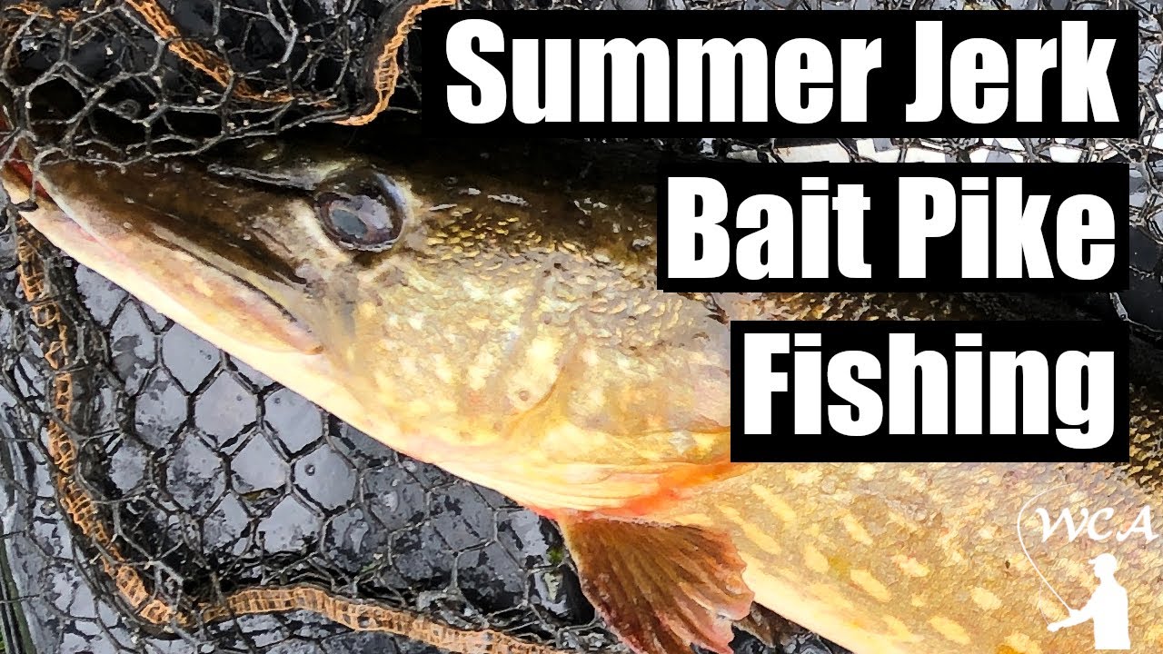Summer Jerk Bait Pike Fishing in Devon on the Canal - YouTube