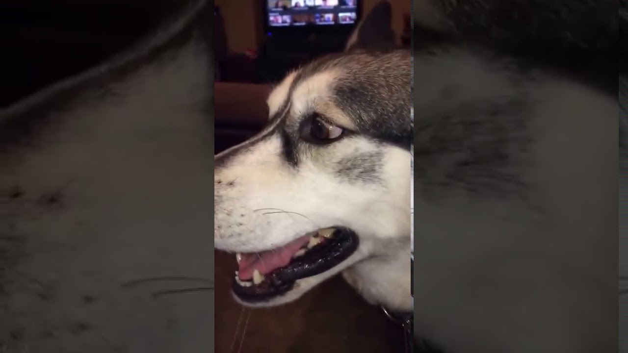 Husky Dog Back Talking To His Owner Because They Won t Let Him Go ...