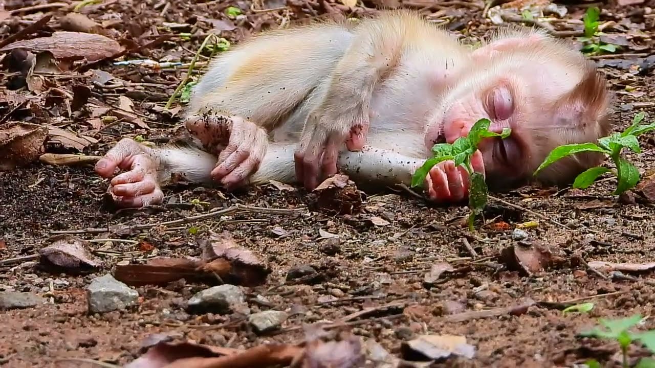 Nice Video Clip! Poor Baby Monkey Sleep Well On Bin No Moves, Cute ...