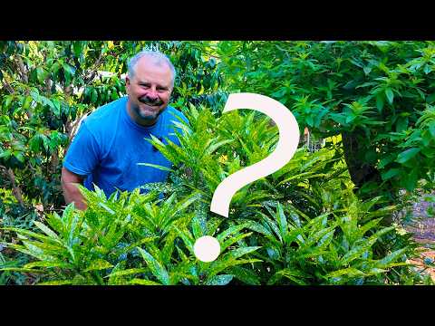 10 Low Maintenance Plants (Years with Zero Fuss!)