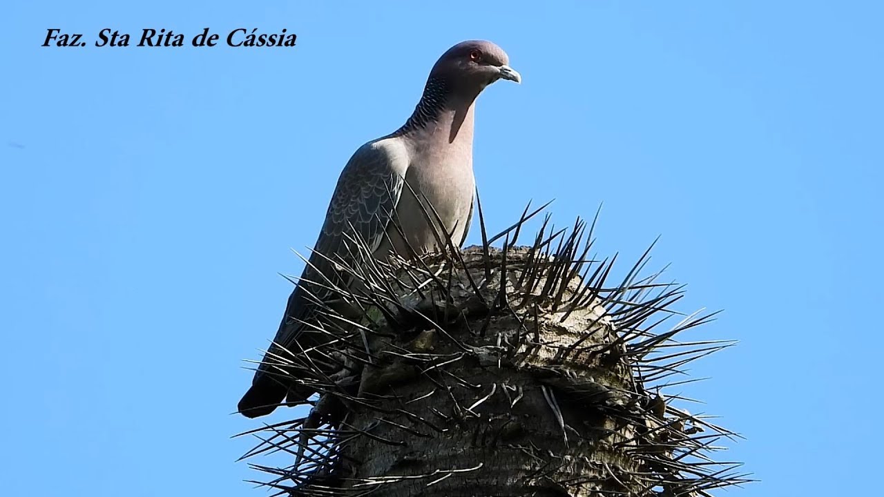 ASA-BRANCA (PATAGIOENAS PICAZURO) PICAZURO PIGEON, Pomba-carijó, Pomba ...