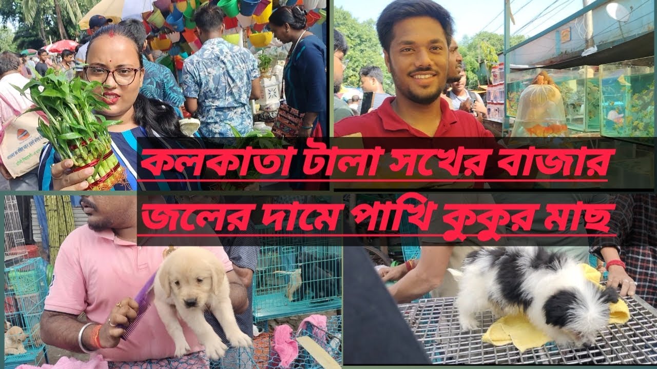 Gallif street pet market Kolkata | bird fish market | Tala Hat ...
