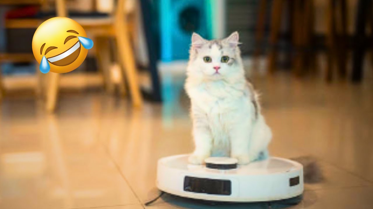 Crazy Animal Fails You Won’t Believe Happened - YouTube