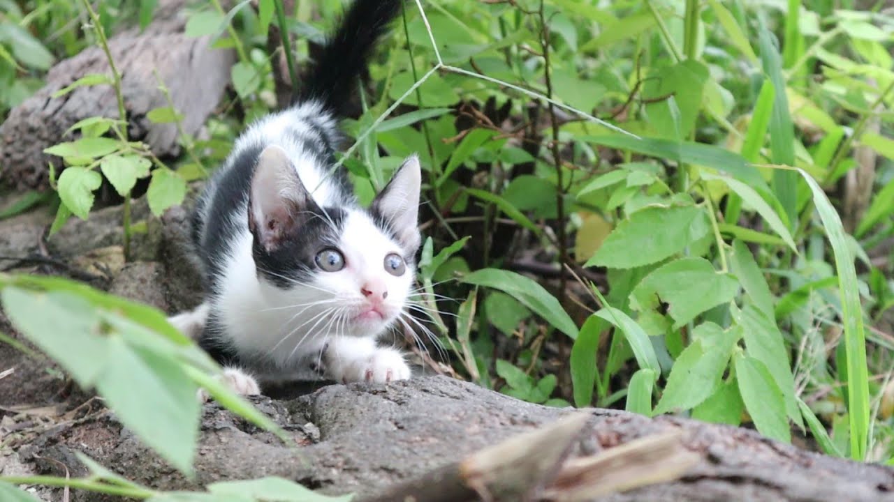 Happy kitten playing - YouTube