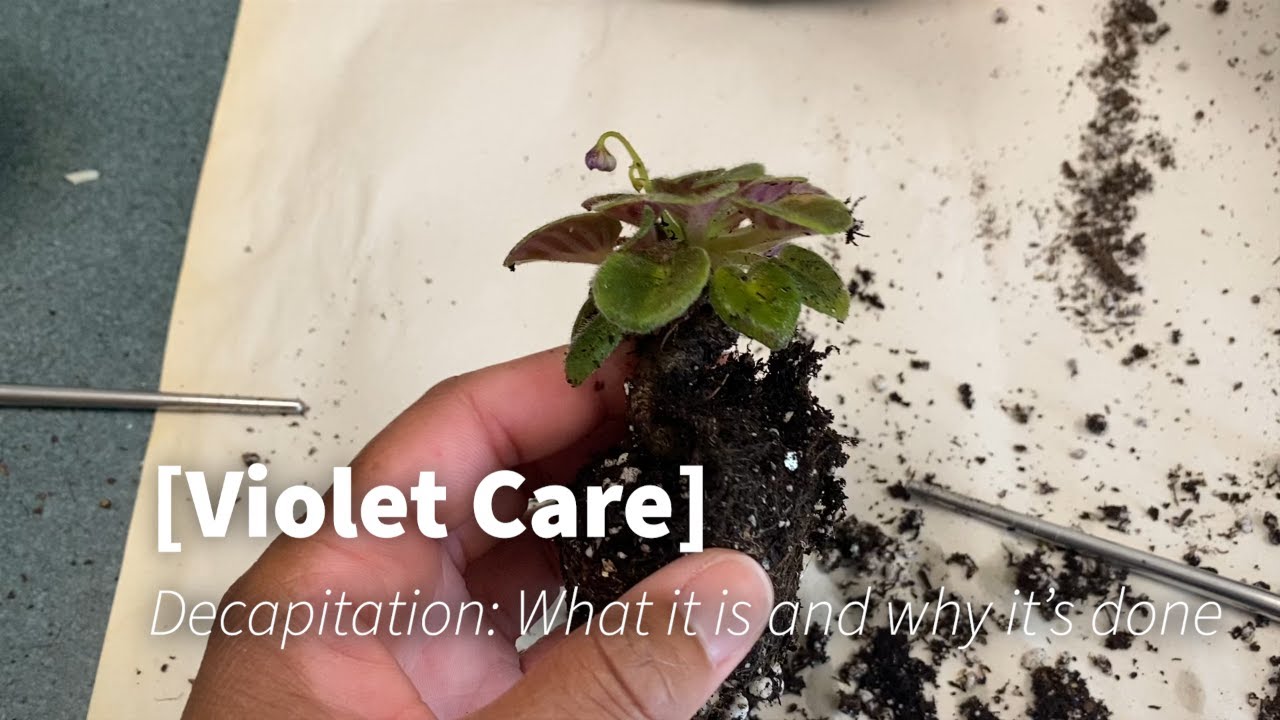 Beginner’s Guide to African Violet Care: Mastering the Decapitation ...