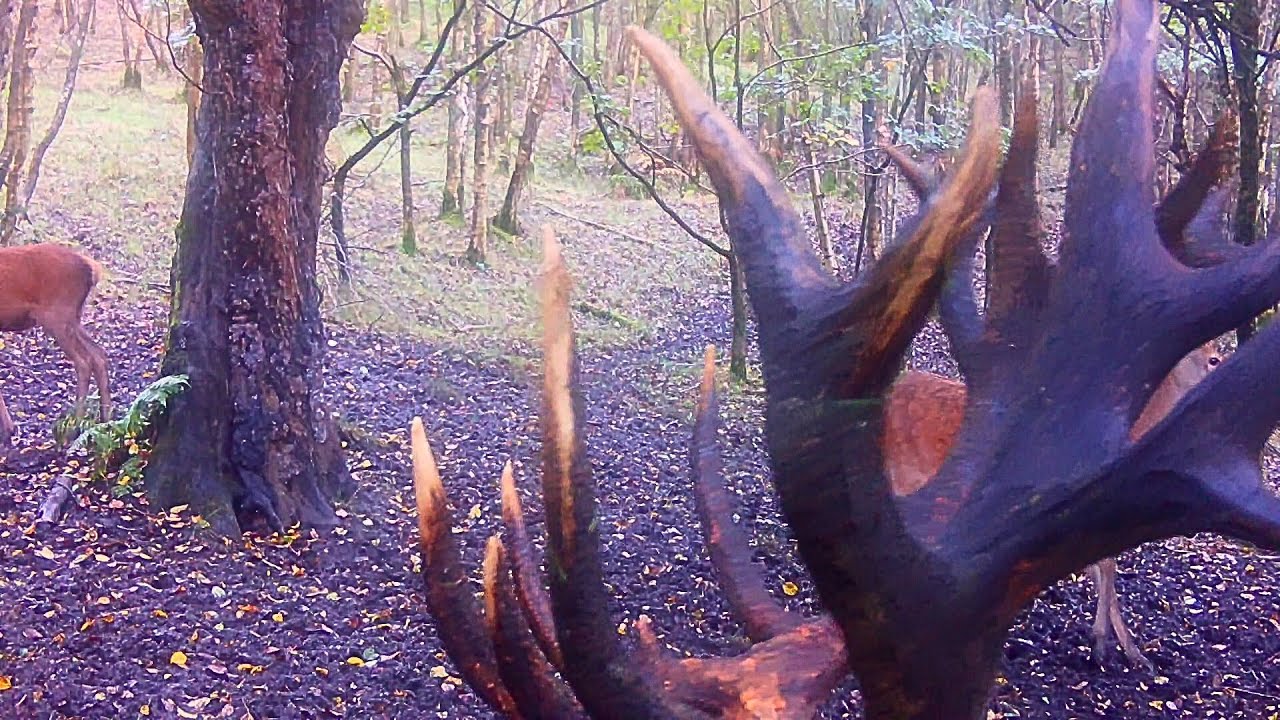 MONSTER Stag Up Close WOW!!! - YouTube