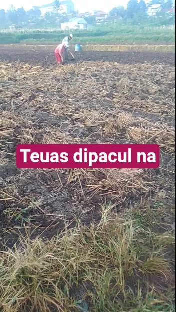 teuas dipaculna #shorts - YouTube