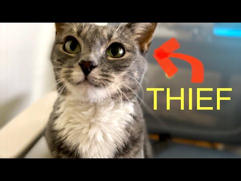 This little jerk is a THIEF