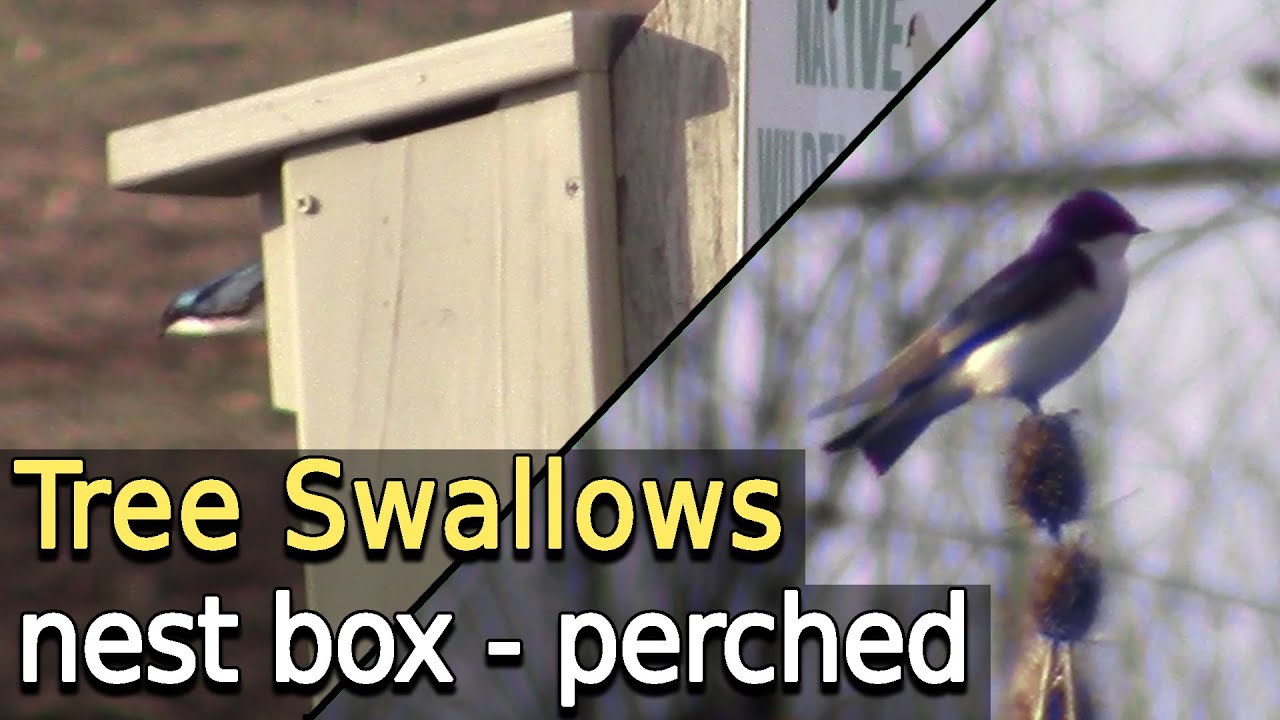 Tree Swallow in box and perched on vegetation - YouTube