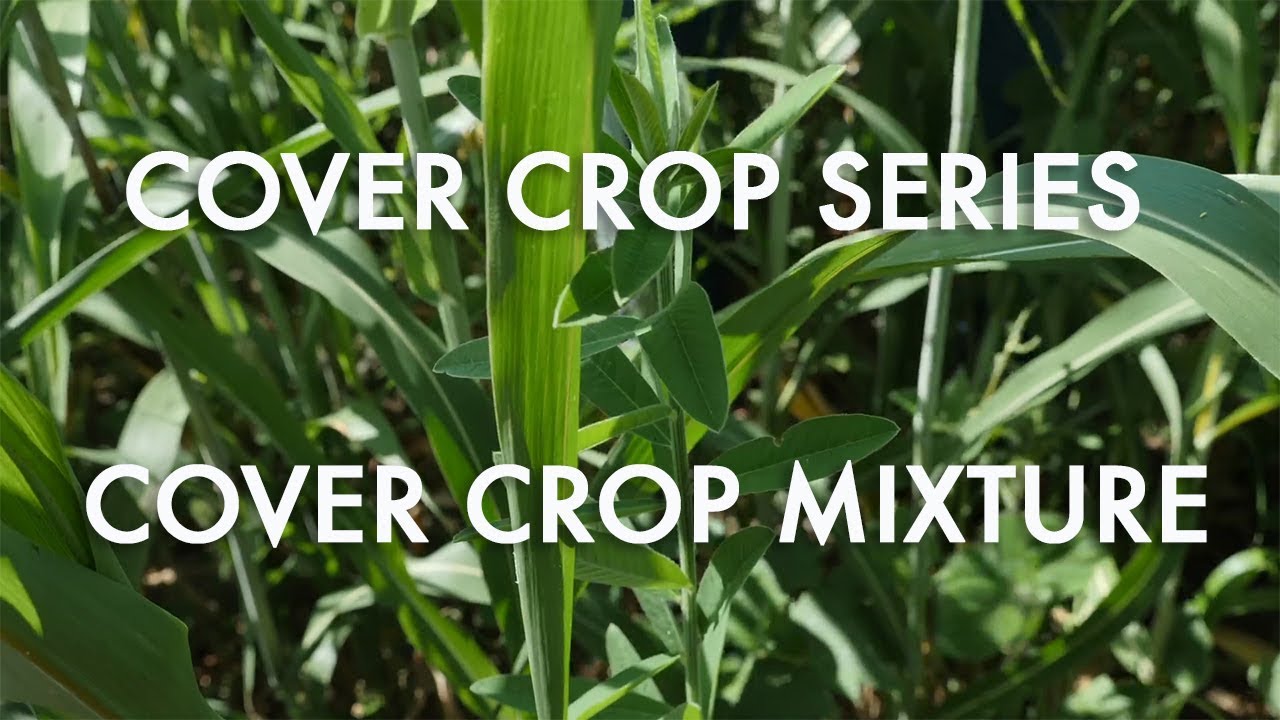 Cover Crop Series: Cover Crop Mixture Location 2 - YouTube