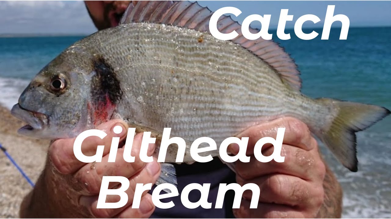 How To Catch Gilthead Bream (Shore Fishing UK and Europe) - Beginners ...