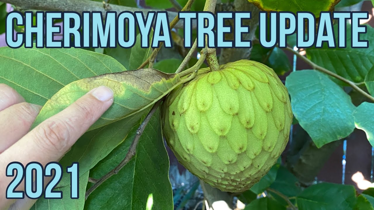 Cherimoya Fruit Tree Update (Nov 2021) - YouTube