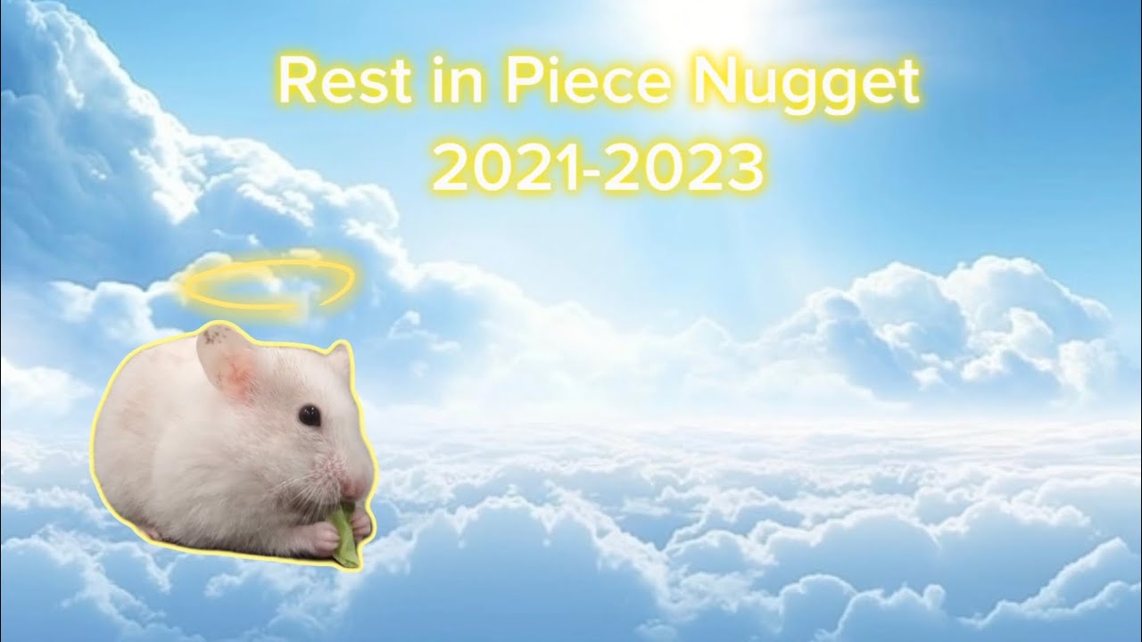 A Tribute to Nugget the Hamster 2021-2023 - YouTube