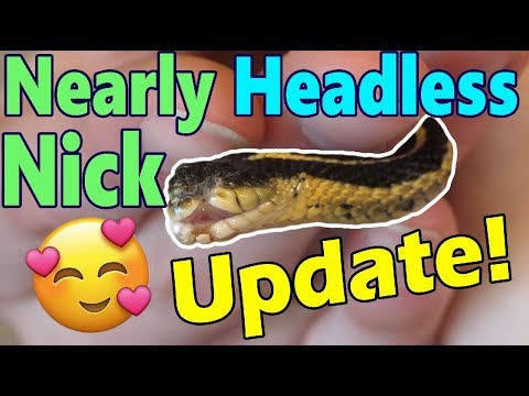 No-Eyed Garter Snake Update!! - YouTube