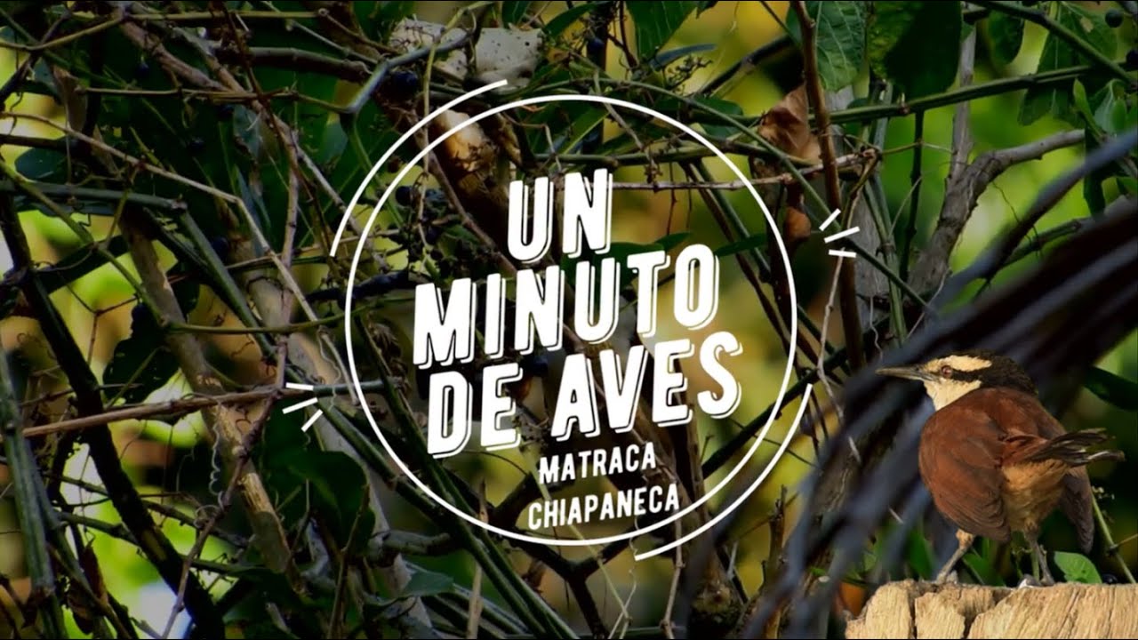 Un Minuto de Aves #105 Matraca Chiapaneca - YouTube