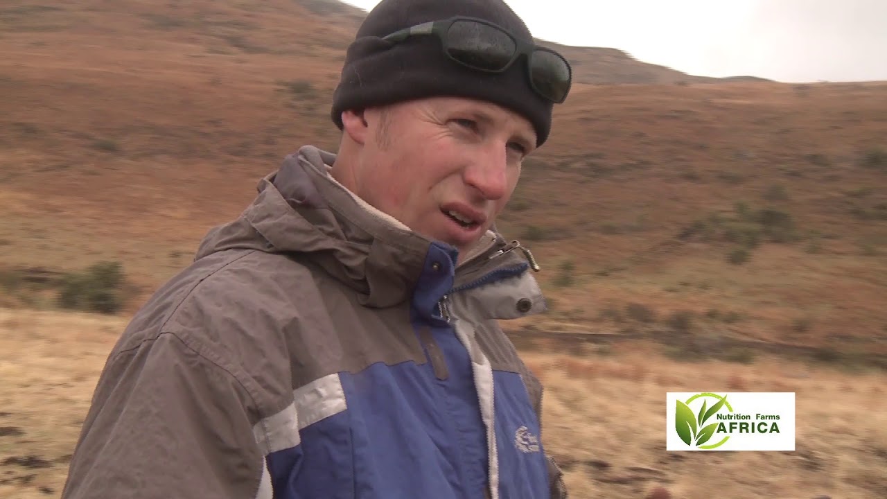 Kevin Isted talks feeding cattle - YouTube