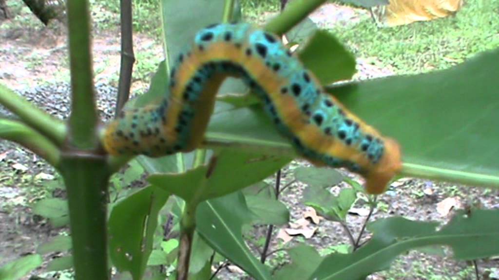 Hairy Caterpillar | Caterpillar Moving - YouTube