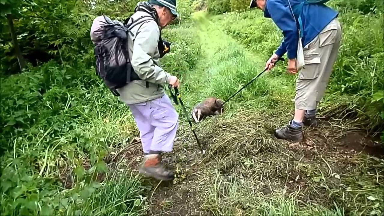 Snaring Badger Holes: The Ultimate Guide Revealed! - whattoknow.blog