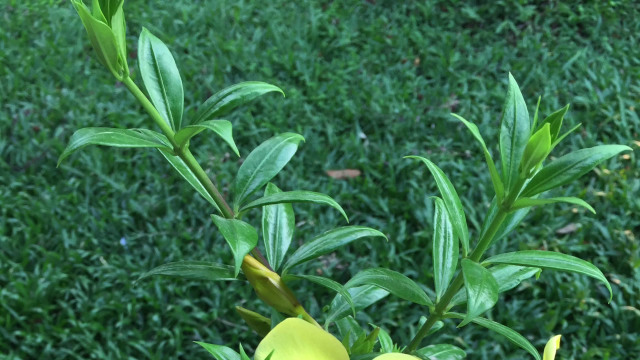 #Best Songs Mashup (Salt Bae, JuJu on that beat, Worth it, Watch me ...