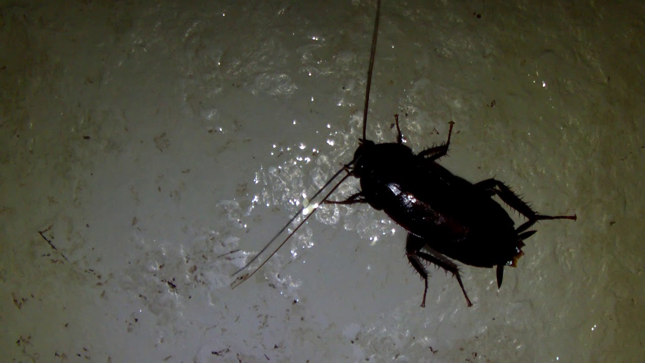 Flightless Japanese Cockroach Running around the Shower Room at Night ...