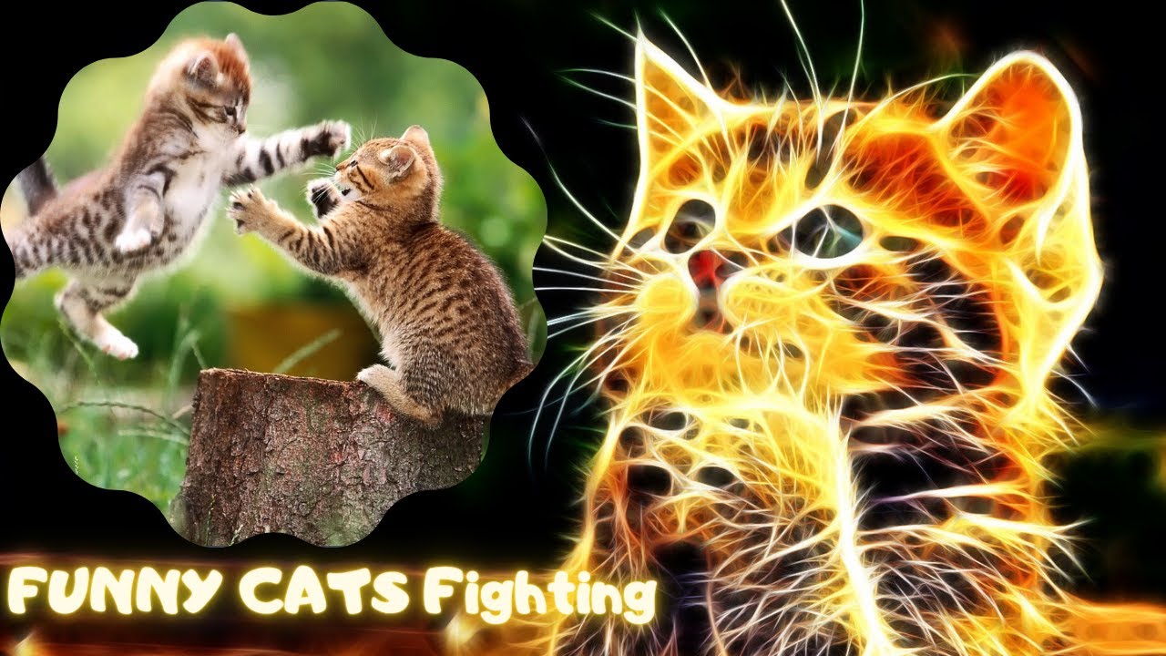 FUNNY CATS FIGHTING😼😾😽try not to laugh IF YOU CAN!Funny Cats Motel ...