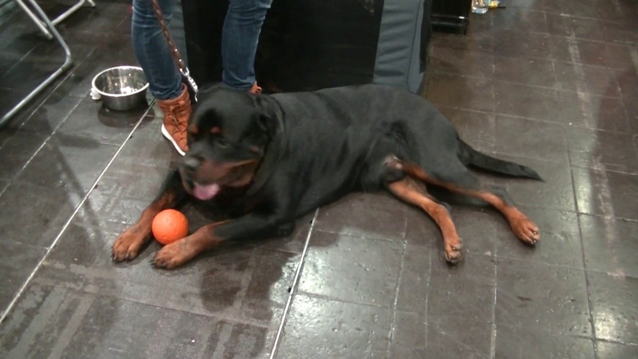 Rottweiler in World dog show 2017 - YouTube