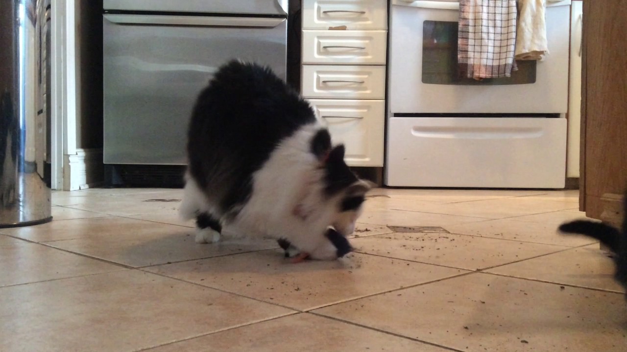 The Oreo Cat: Jump like Mario - YouTube