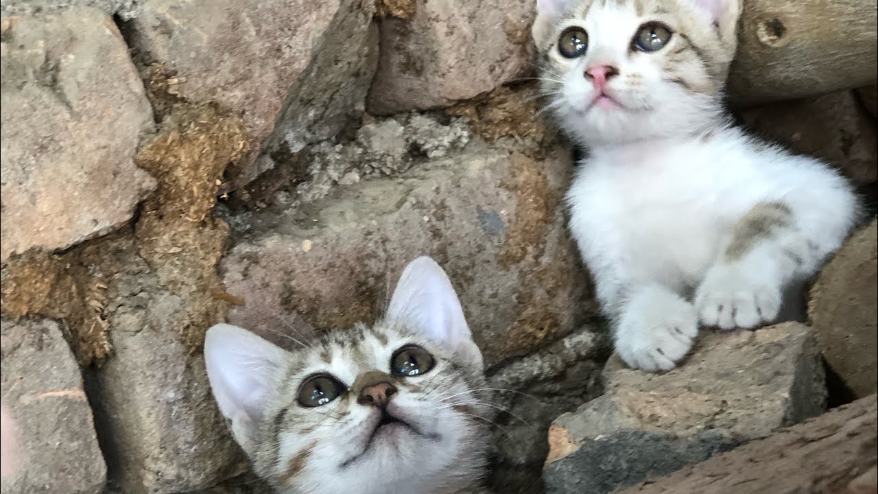 Cute kittens compilation - YouTube