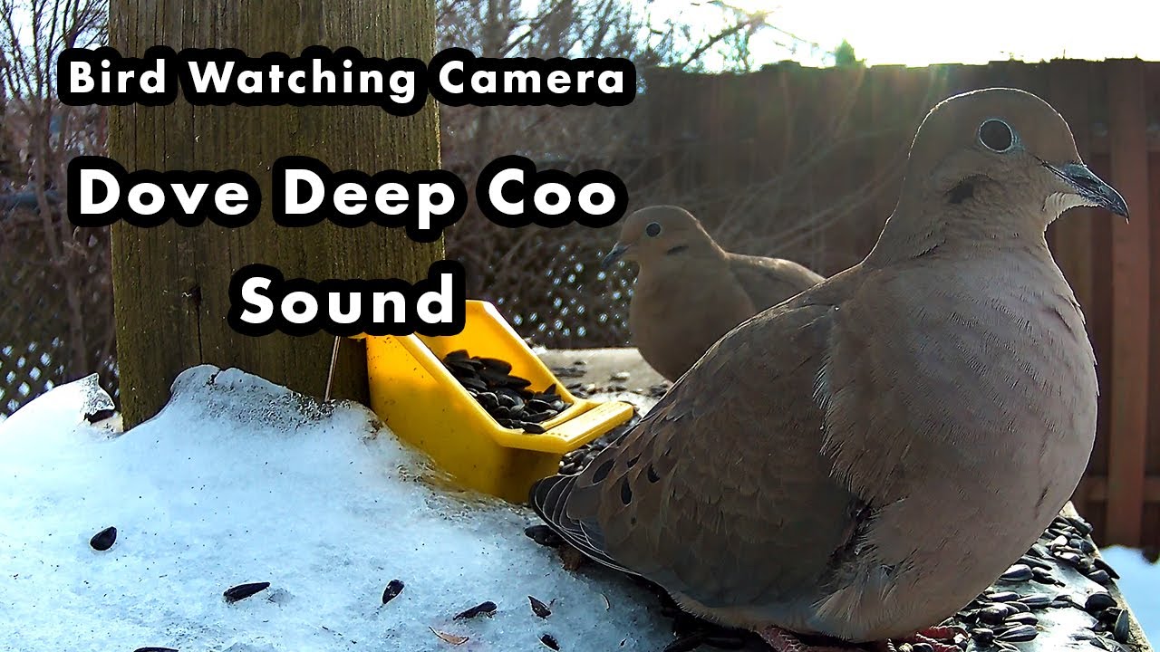A Mourning Dove Making a Deep Coo Sound - Bird Watching Camera - YouTube